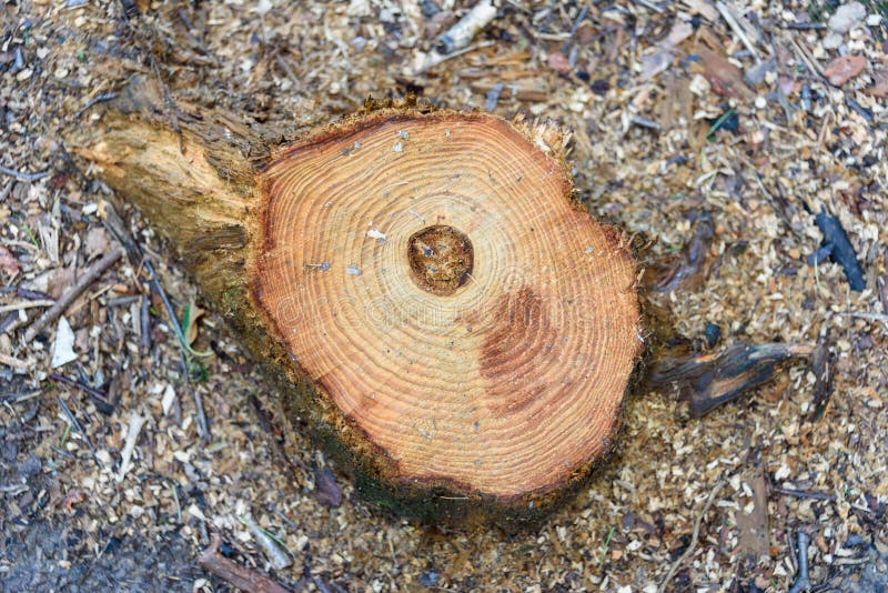Rings on a Stump after a Cut Down Pine Tree. Stock Photo - Image of ...