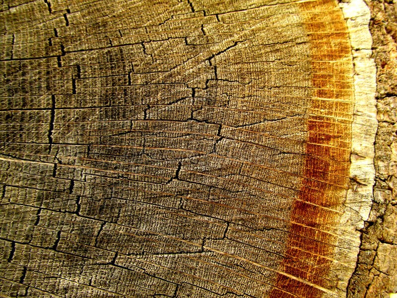 Rings of Tree Bark stock photo. Image of concentric - 121069766