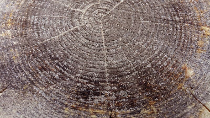 Rings of a Tree on a Cut with a Burial Plan. Stock Image - Image of ...