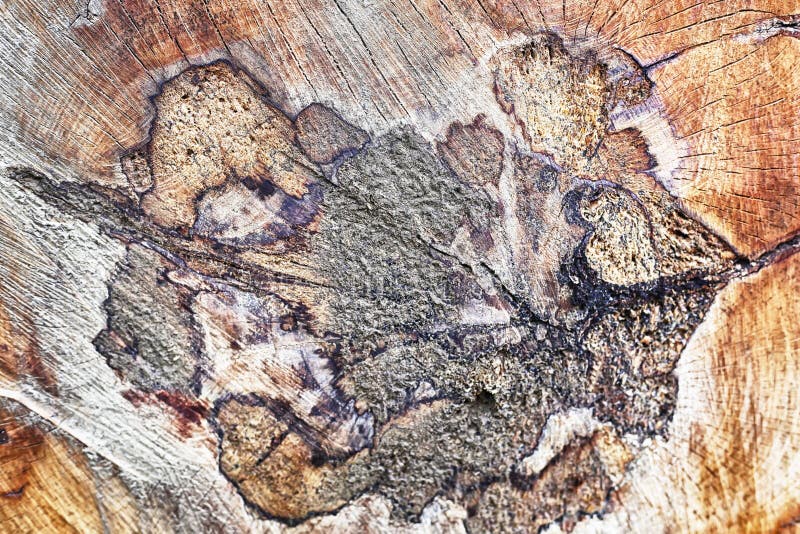 165 Beech Tree Cross Section Photos - Free & Royalty-Free Stock Photos ...