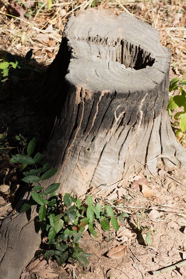 The rings of the tree. stock photo. Image of macro, empty - 66656322
