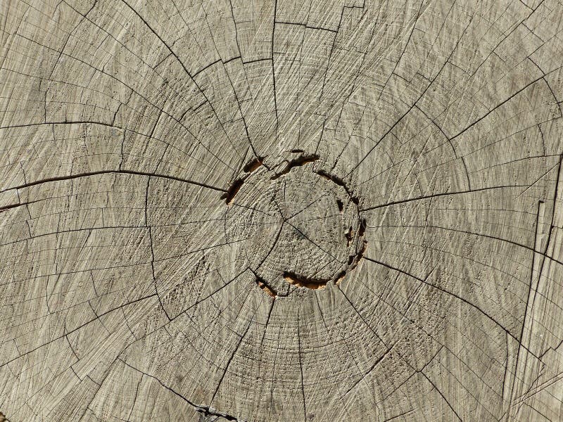 Rings on a tree trunk stock image. Image of surface, stump - 67316921