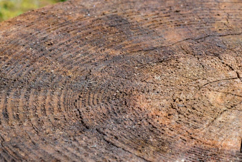 A Sliced Tree Trunk with Rings Top View Stock Photo - Image of view ...