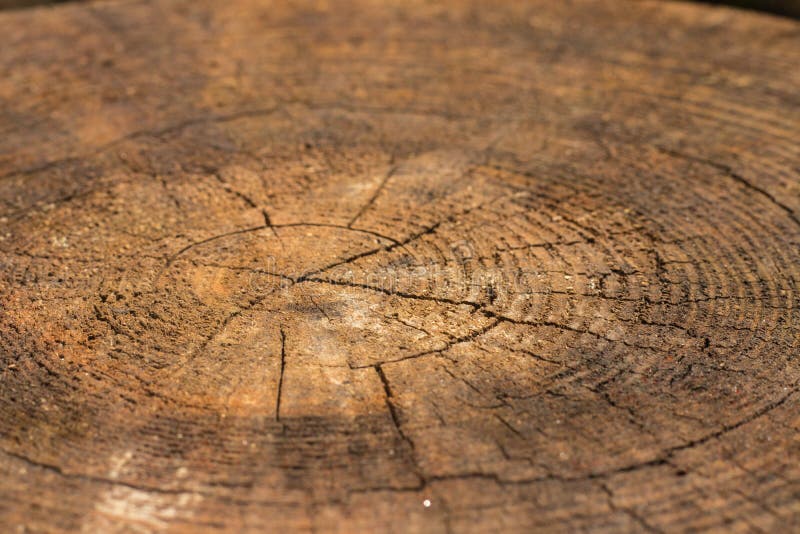 A Sliced Tree Trunk with Rings Top View Stock Image - Image of natural ...