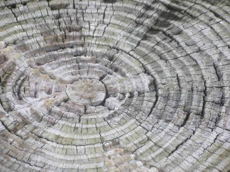 Tree rings stock image. Image of closeup, nature, wooden - 13701597