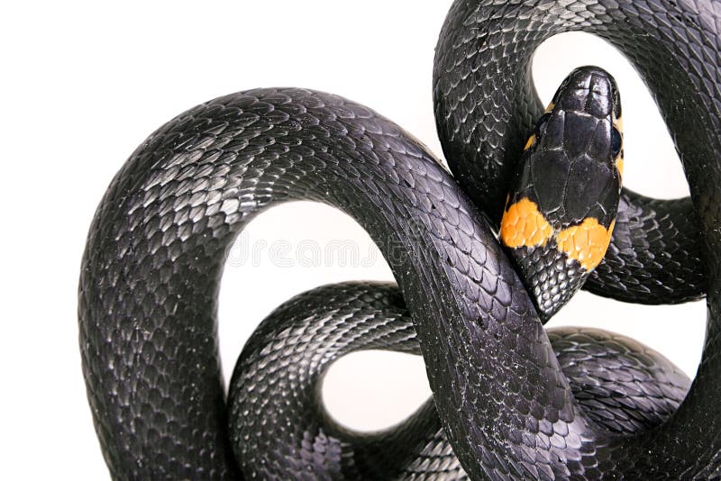 Ringslang stock afbeelding. Image of constrictor, slang - 12257619