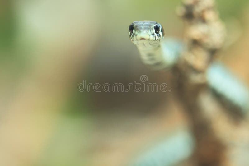 Ringslang stock foto. Image of grond, gras, slang, nave - 43461100