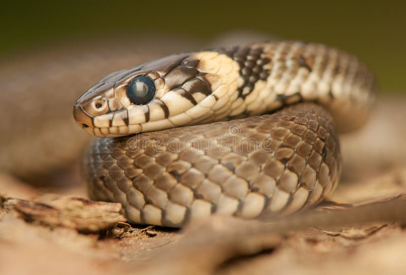 Ringslang stock foto. Image of gras, wild, gevaar, schaal - 34043608