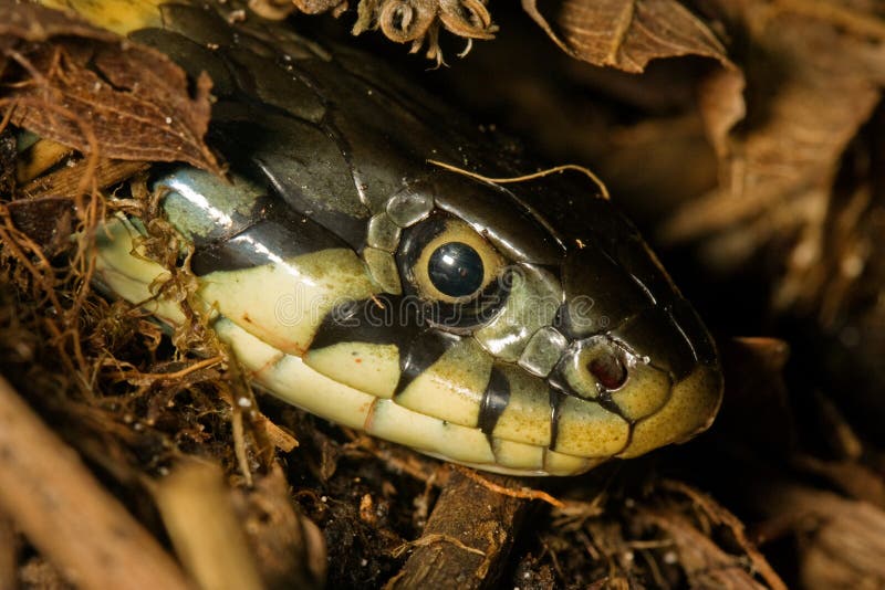 Ringslang stock afbeelding. Image of reptiel, water, geringd - 34579595