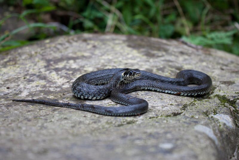 Ringslang stock foto. Image of geringd, rots, nave, gras - 43548370