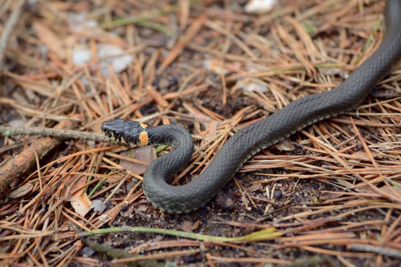 Ringslang, Lat Natrix Natrix Slangen, De Eerste Dag Van Activiteit Na ...