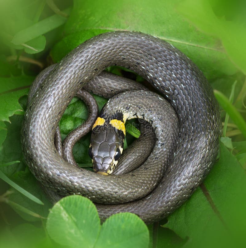 Ringslang stock afbeelding. Image of zwart, verticaal - 65653085