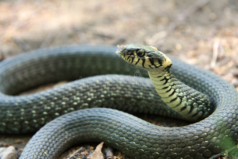 Ringslang stock foto. Image of glad, vlot, slank, vlokkig - 9704366