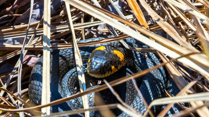 Ringslang in de wildernis stock afbeelding. Image of amfibieen - 91613805