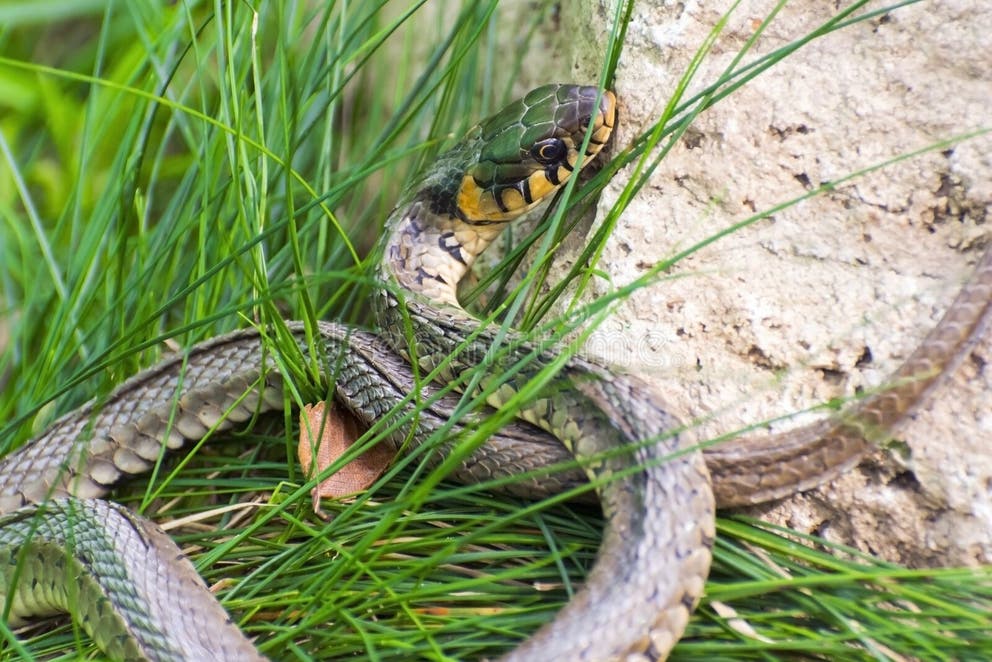 Ringslang (Natrix natrix) stock afbeelding. Image of reptiel - 44473121