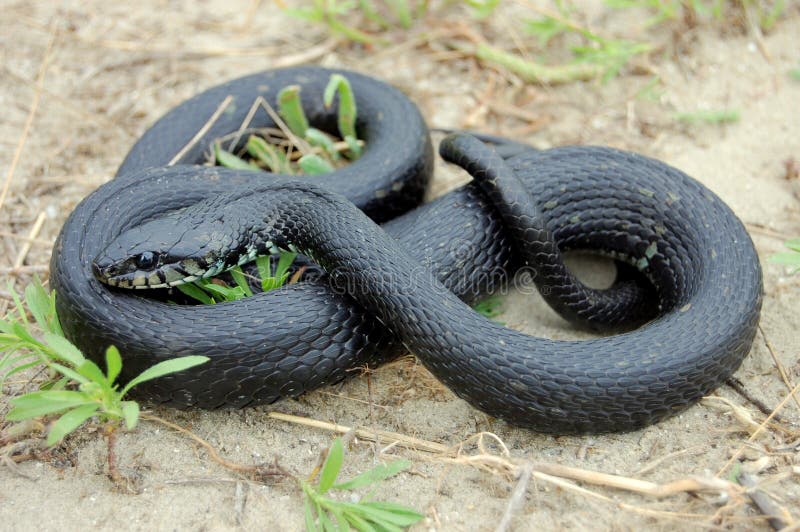 Ringslang (Natrix natrix) stock afbeelding. Image of behoud - 70009517