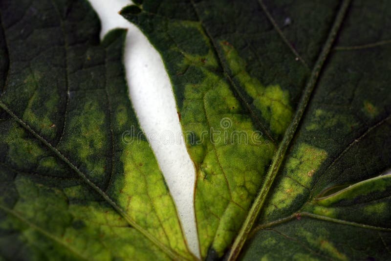 Mottling Varies Stock Photos - Free & Royalty-Free Stock Photos from ...