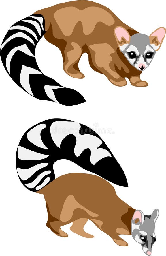 Ringtail cat stock vector. Illustration of bassariscus - 245450457