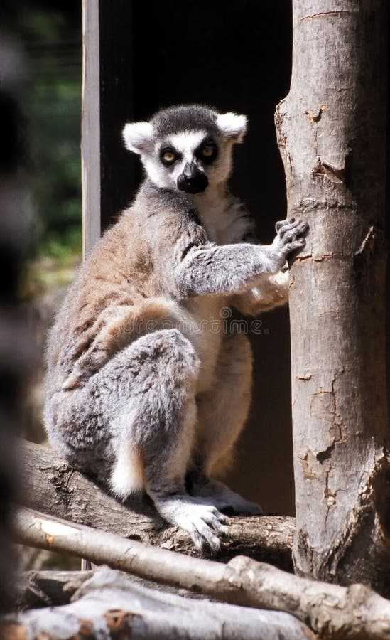 Ringtail Lemur stock photo. Image of endemic, primate - 7993282