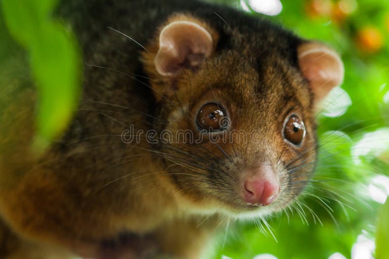 2,842 Possum Forklift Stock Photos - Free & Royalty-Free Stock Photos ...