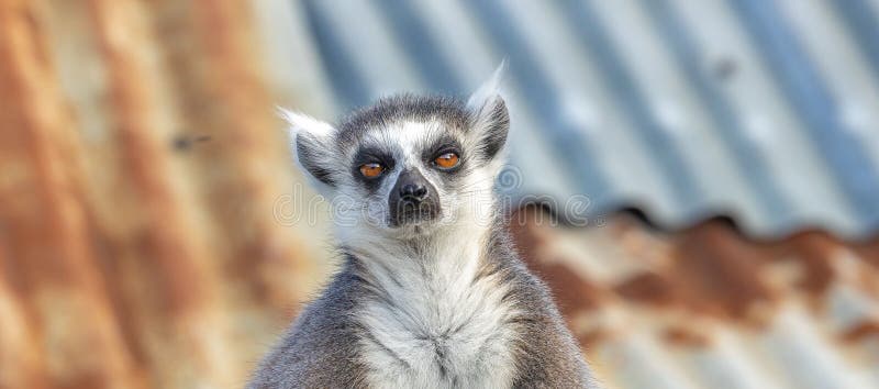 Ringtailed Lemur Sitting on the Roof of an Old Building Stock Image ...