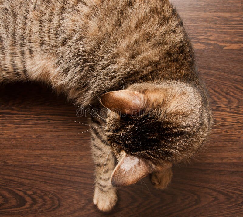 Ringworm bij kat stock afbeelding. Image of kaal, hoofd - 81180167