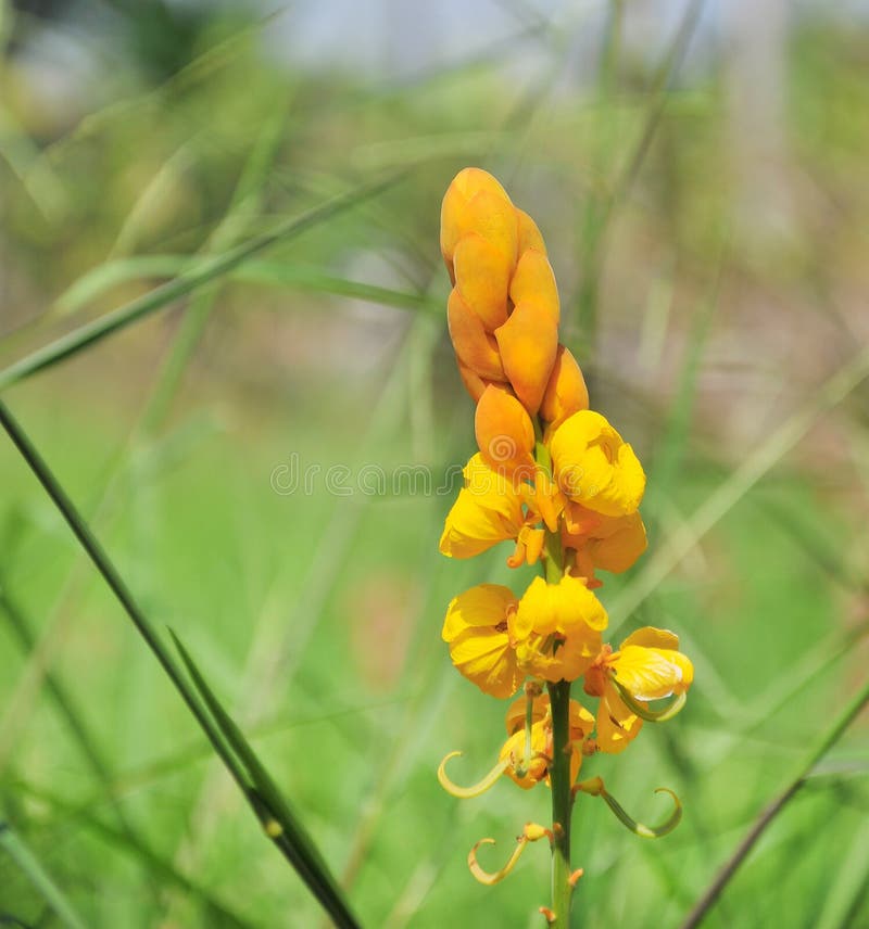 The Ringworm Bush stock image. Image of grass, flower - 23900261