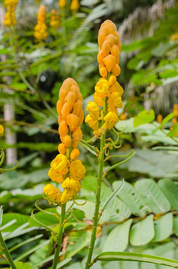 Ringworm Bush Flower or Candle Bush Flower in Natural Garden. Stock ...