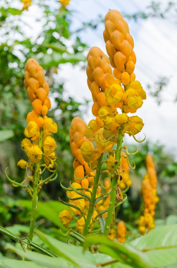 Ringworm Bush stock image. Image of plant, natural, health - 63447829