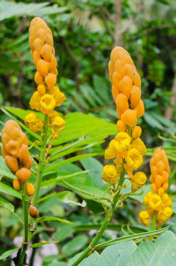 Ringworm Bush Flower or Candle Bush Flower in Natural Garden. Stock ...