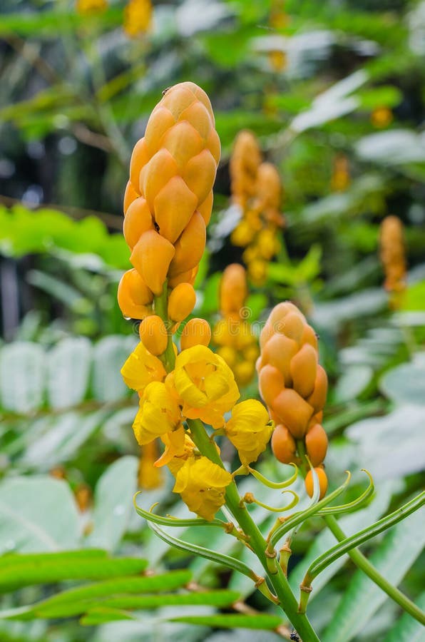 Ringworm Bush Flower or Candle Bush Flower in Natural Garden. Stock ...