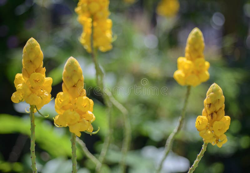Ringworm Bush Flower stock image. Image of plant, bunch - 86234719