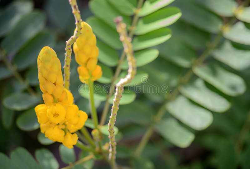 Ringworm Bush Flower stock photo. Image of beautiful - 89230994