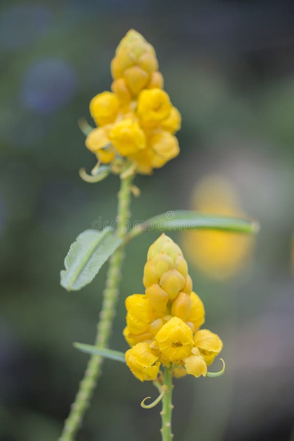 Ringworm Bush Flower stock image. Image of candletree - 98450001