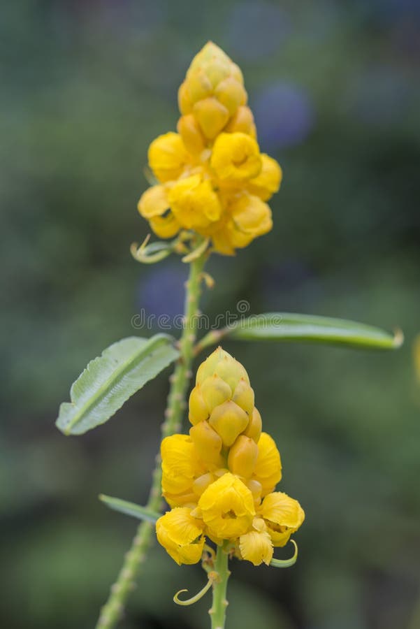 Ringworm Bush Flower stock image. Image of bloom, candelabra - 98450201