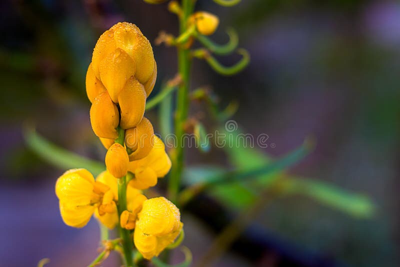Ringworm Bush, Golden Bush stock image. Image of alata - 109030773