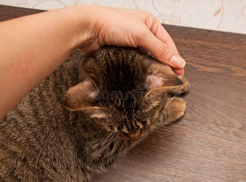 Ringworm In Cats Back