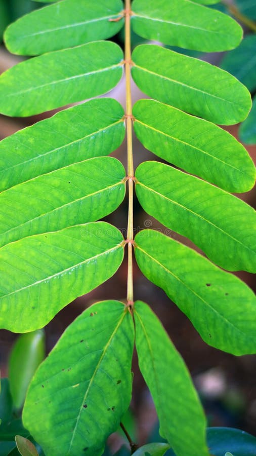 230 Ringworm Tree Photos - Free & Royalty-Free Stock Photos from Dreamstime