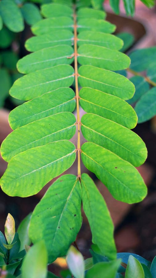 Ringworm shrub stock image. Image of plant, candlesticks - 116222681
