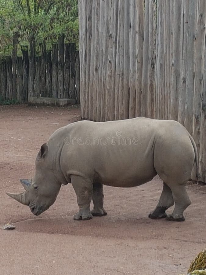 Rinho Stock Photos - Free & Royalty-Free Stock Photos from Dreamstime