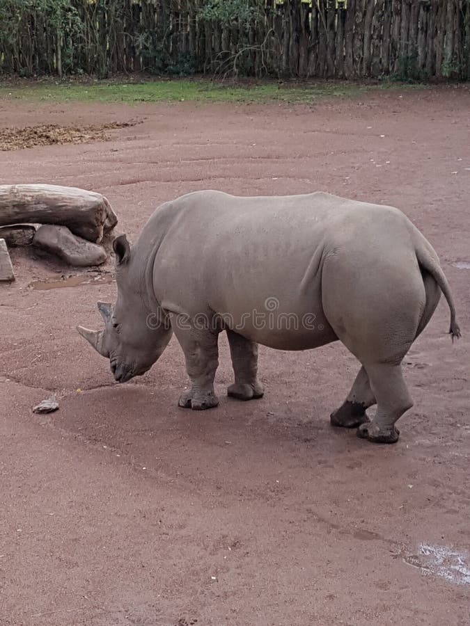 Rinho Stock Photos - Free & Royalty-Free Stock Photos from Dreamstime