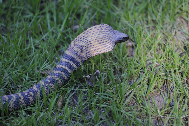 RINKHALS stock foto. Image of noteringen, stel, slang - 50550250