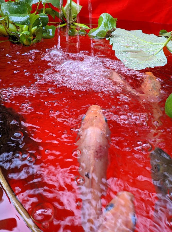 Water Fish Leaves a Natural Blend Stock Image - Image of water, cuisine ...