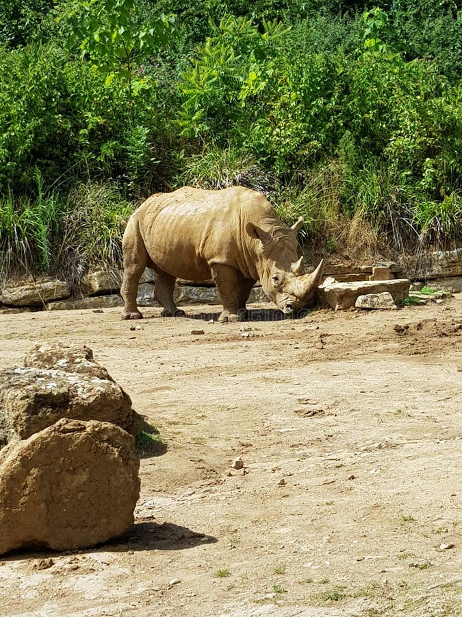 Rino stock image. Image of wildlife, beast, white, rino - 131065637