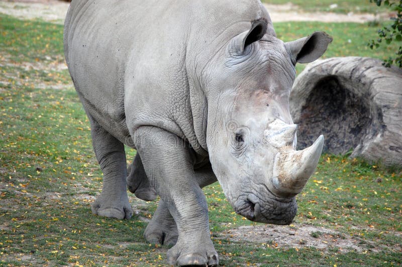 Rino stock image. Image of large, menaced, endangered - 26956117