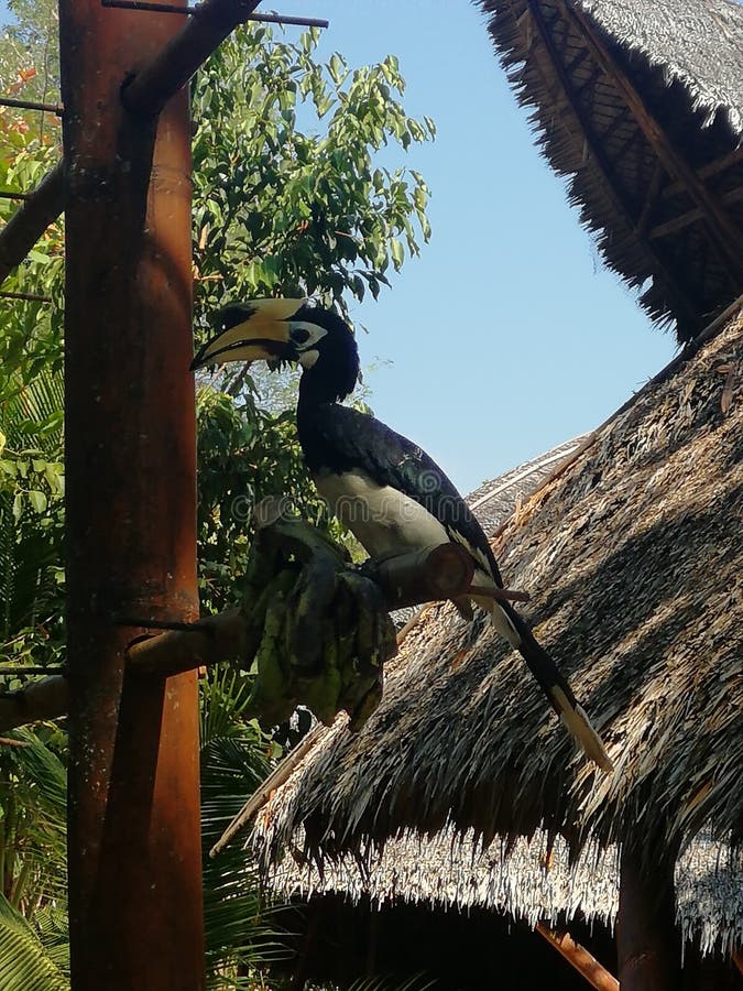 Rino bird stock image. Image of island, rino, bird, nature - 222634463