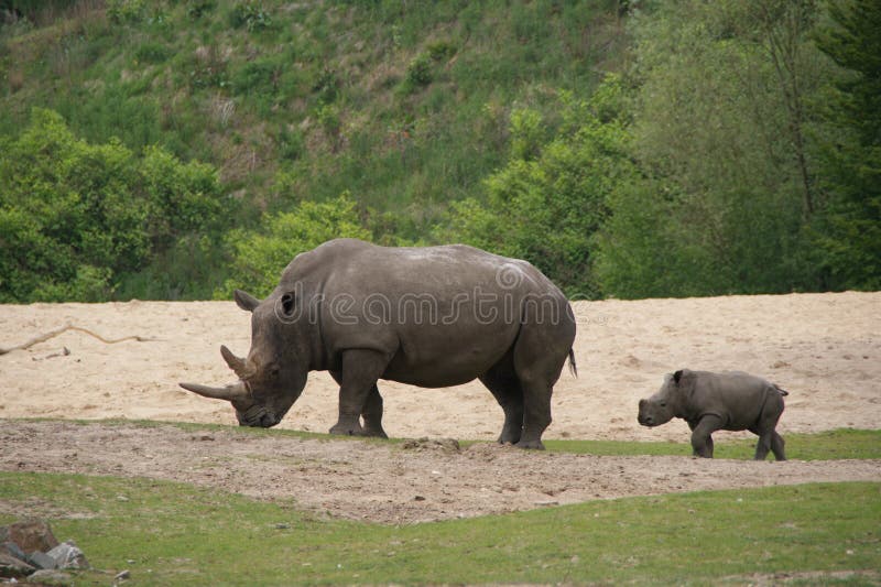 Rino and Young stock photo. Image of baby, nature, park - 21537020
