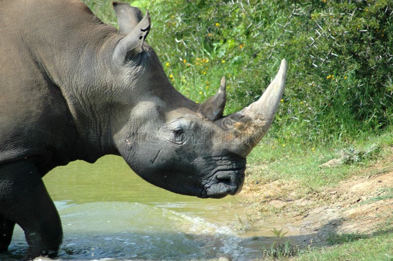 Rinoceronte imagen de archivo. Imagen de elegante, endangered - 1170429