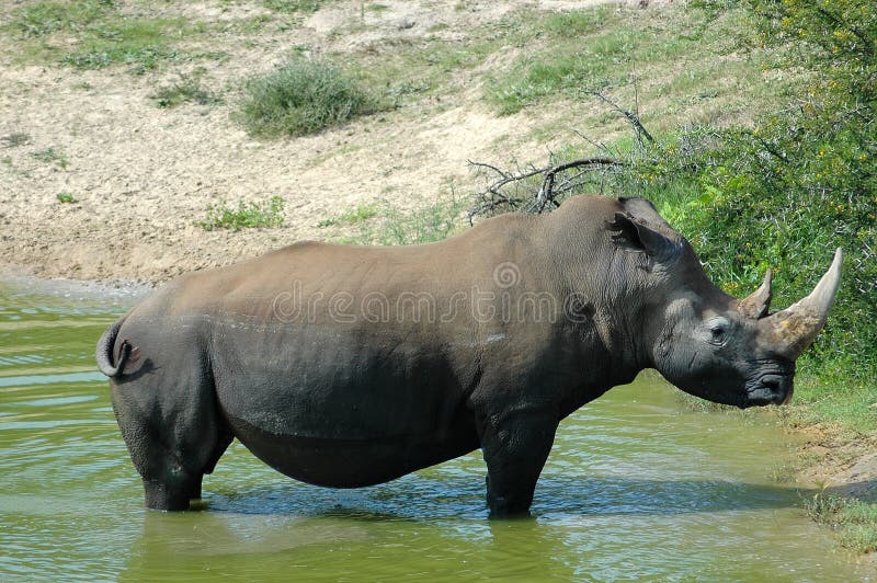 Rinoceronte immagine stock. Immagine di vitello, alimento - 1172005