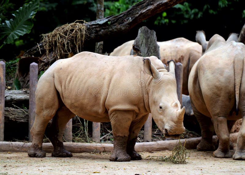 Rinoceronte imagen de archivo. Imagen de aventura, safari - 28526283